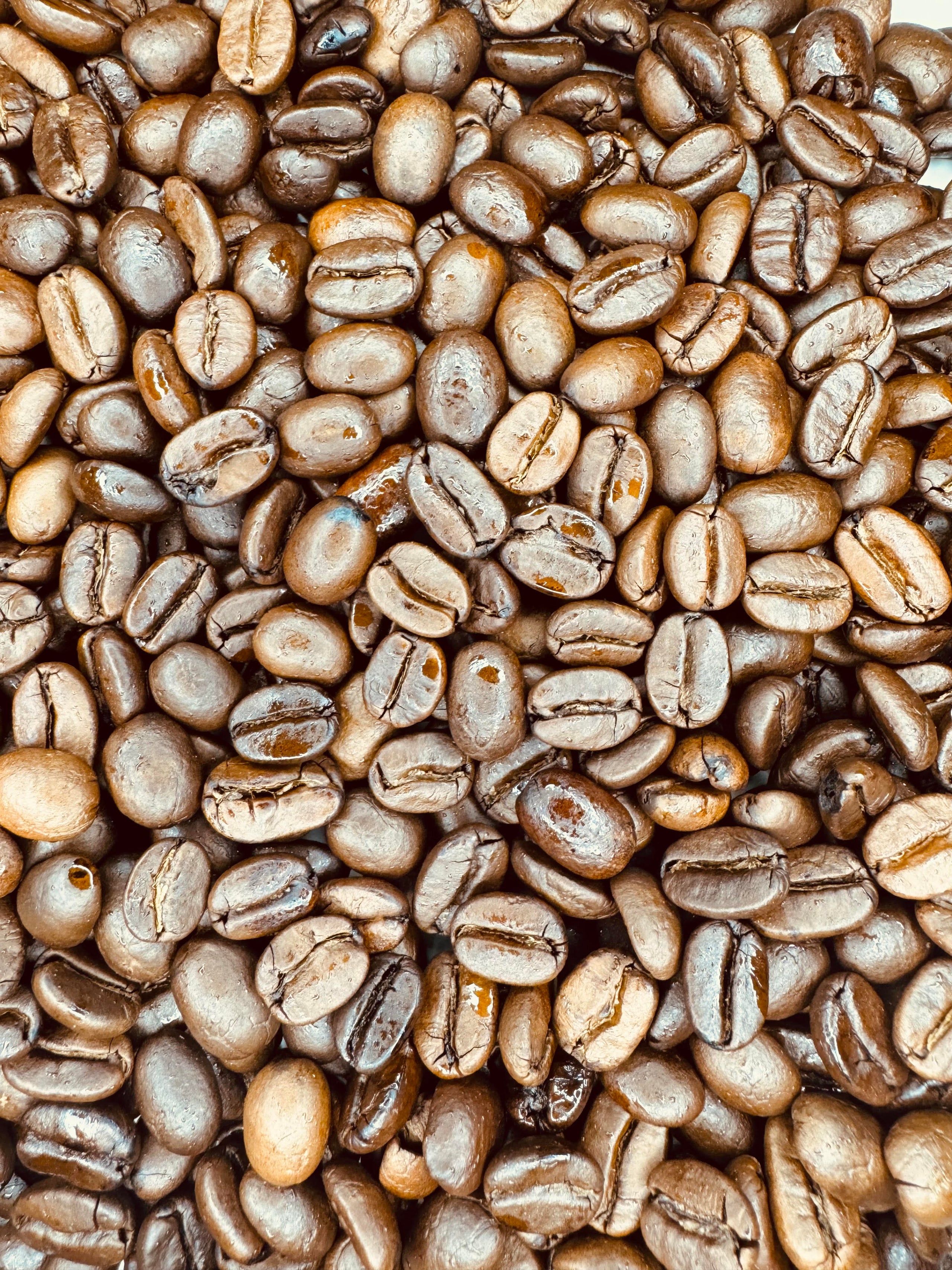 India Monsooned Malabar AA | Great Northern Coffee Company